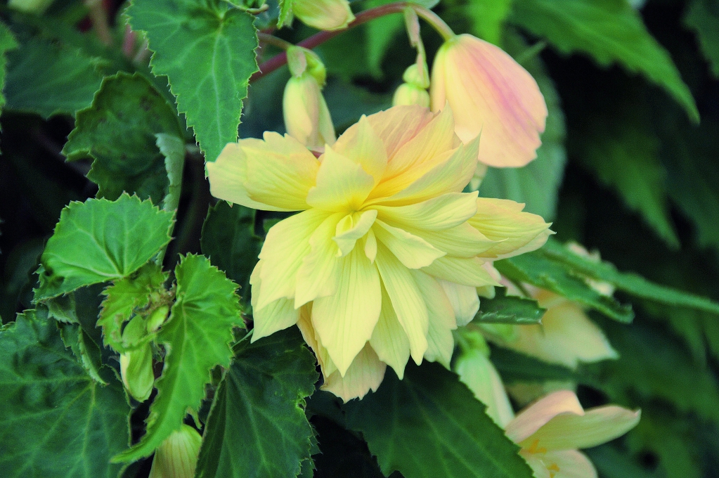 Begonia Belleconia™ Cream | Gardenhouse.sk