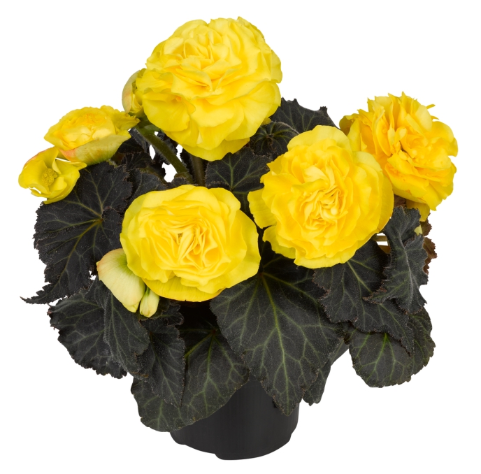 Begonia tuberhybrida Nonstop Mocca F1 Yellow | Gardenhouse.sk