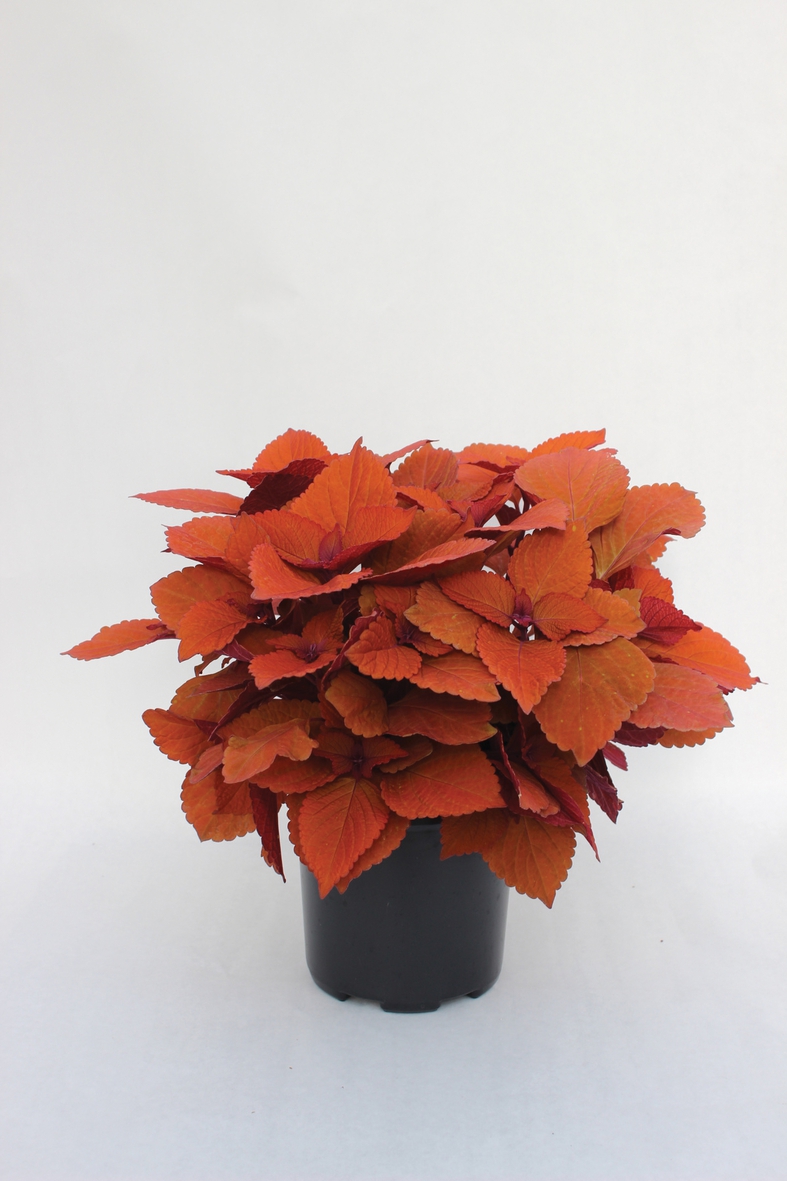 Coleus blumei Sunfighter Campfire | Gardenhouse.sk