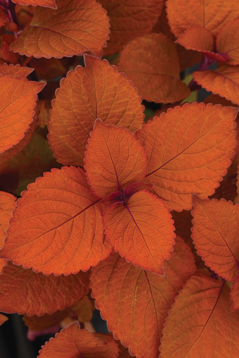 Coleus blumei Sunfighter Campfire | Gardenhouse.sk