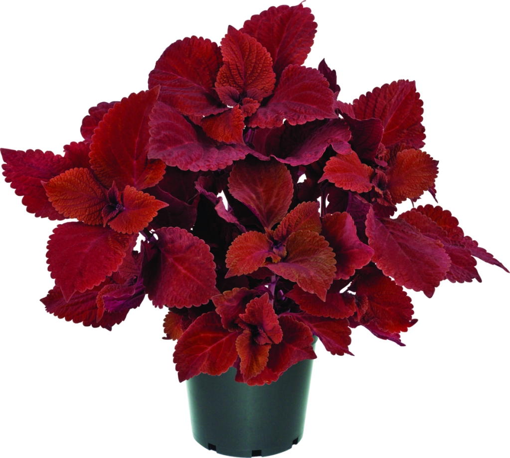 Coleus blumei Sunfighter Redhead | Gardenhouse.sk
