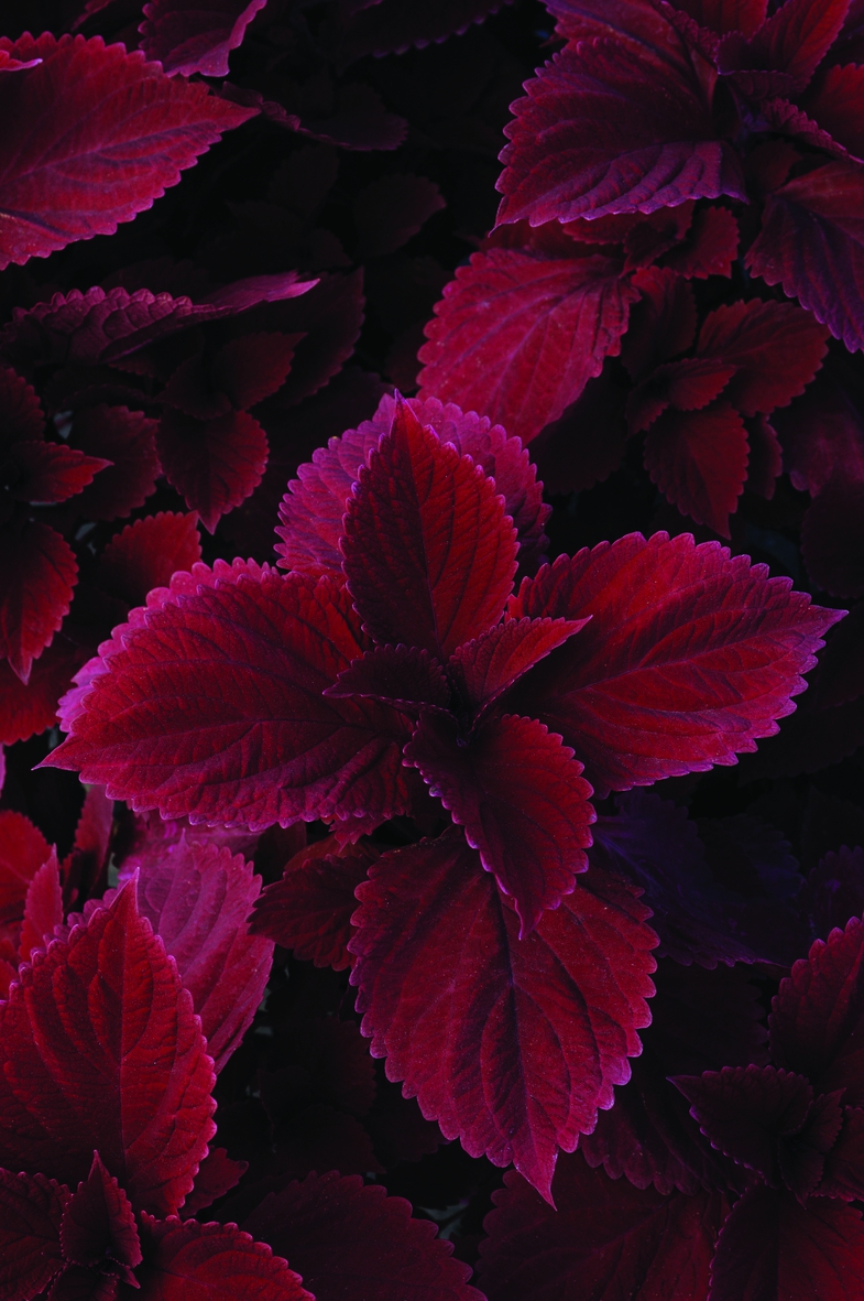 Coleus blumei Sunfighter Redhead | Gardenhouse.sk