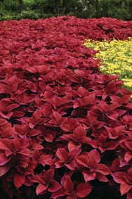 Coleus blumei Sunfighter Redhead | Gardenhouse.sk