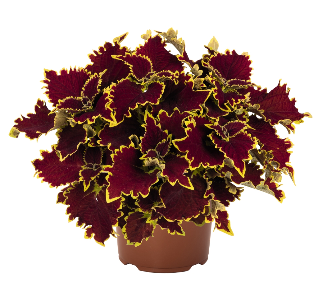 Coleus Stained Glassworks Crown Jewel | Gardenhouse.sk