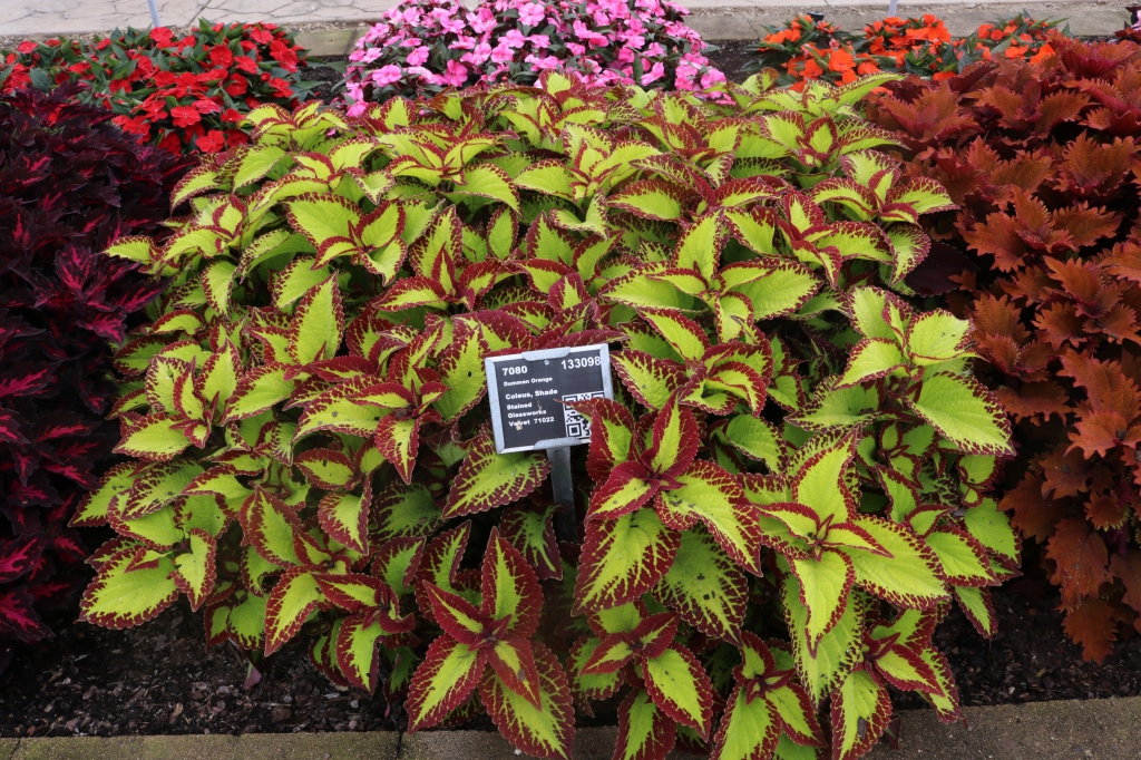 Coleus Stained Glassworks Velvet | Gardenhouse.sk