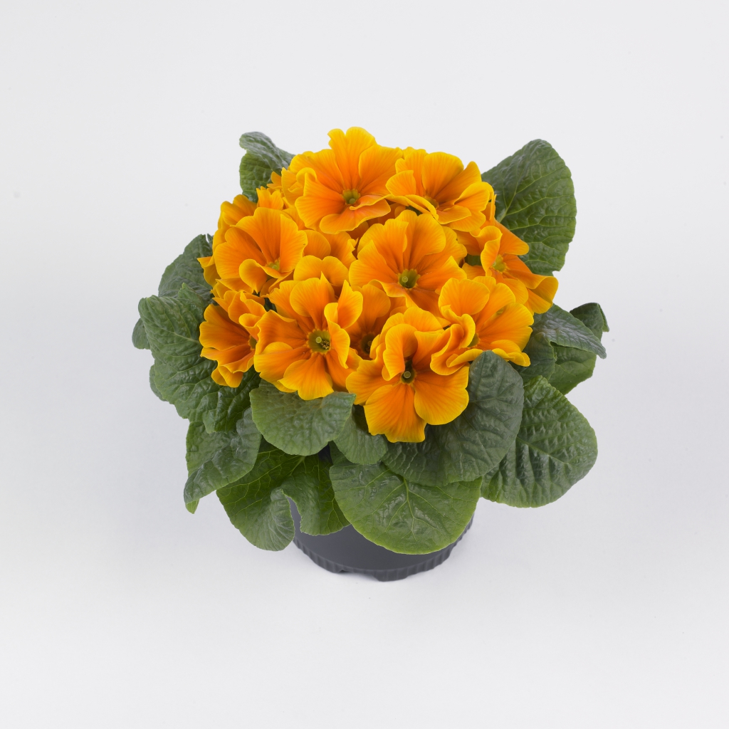 Primula vulgaris Luxor® F1 Orange | Gardenhouse.sk