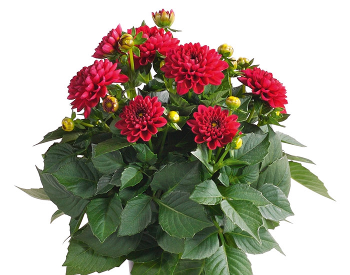 Dahlia Dalaya® Mini Bahia® | Gardenhouse.sk