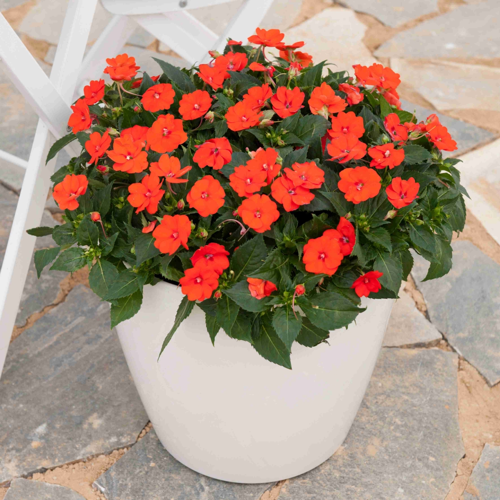 Impatiens New Guinea SunPatiens® Compact Electric Orange | Gardenhouse.sk