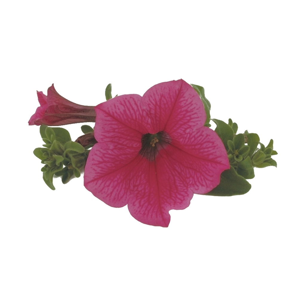 Petunia Grandiflora Surfinia® Hot Pink | Gardenhouse.sk