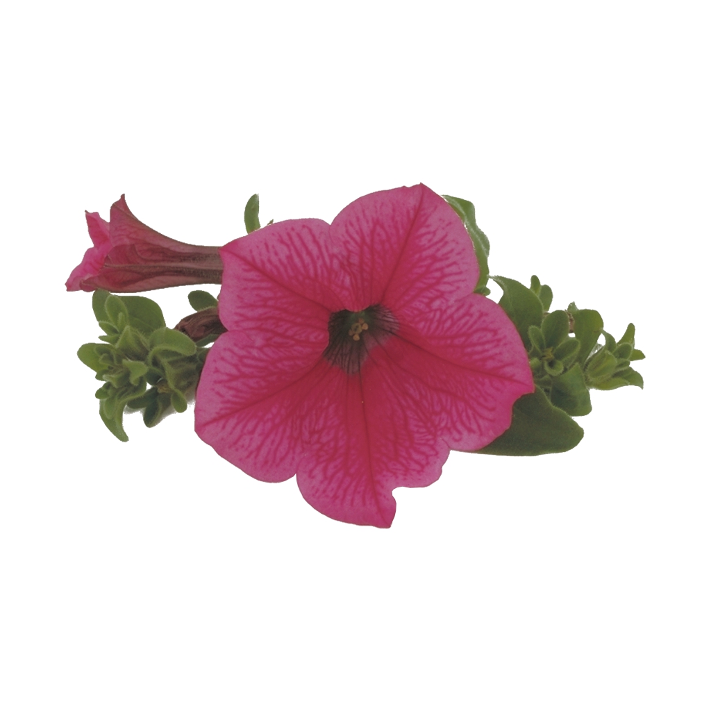 Petunia Grandiflora Surfinia® Hot Pink | Gardenhouse.sk