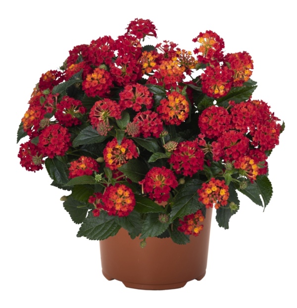 Lantana Havana Red | Gardenhouse.sk
