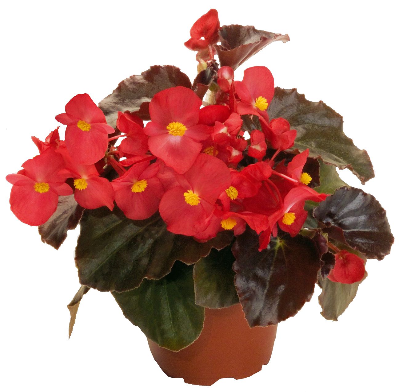 Begonia x-hybrida BIG™ Red Bronze Leaf | Gardenhouse.sk