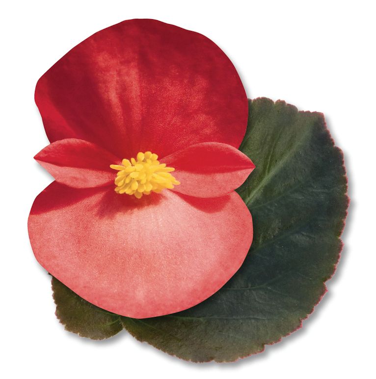 Begonia x-hybrida BIG™ Red Bronze Leaf | Gardenhouse.sk
