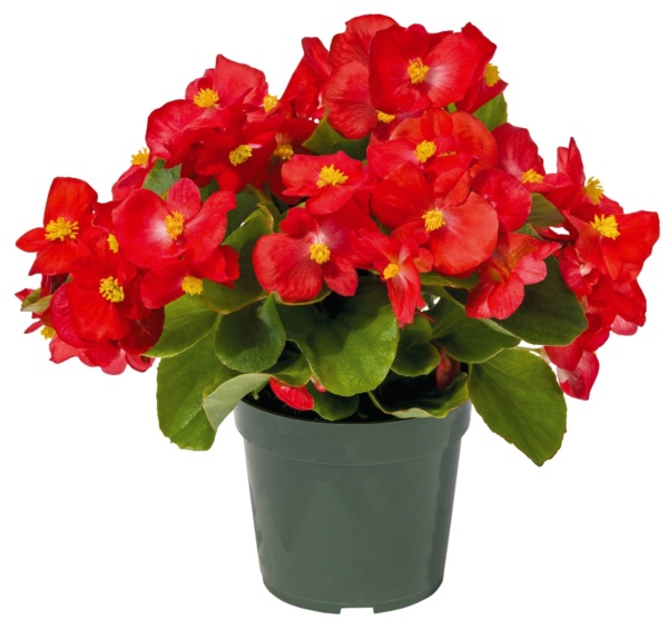 Begonia x-hybrida BIG™ Red Green Leaf | Gardenhouse.sk