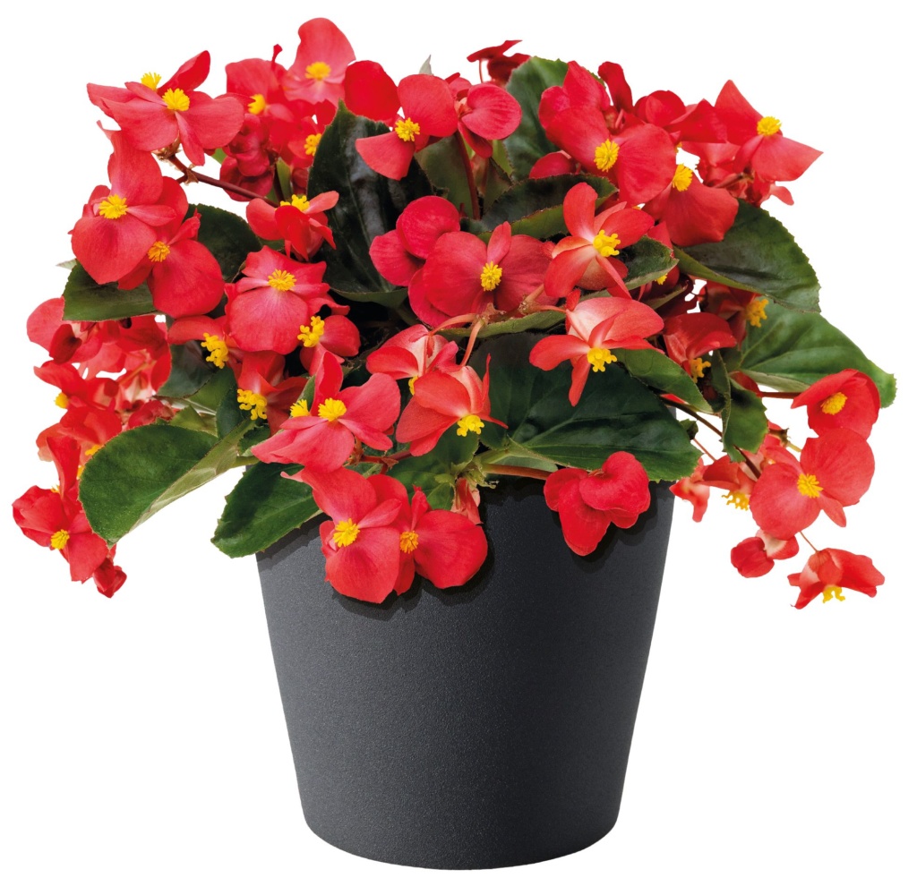 Begonia x-hybrida BIG™ Red Green Leaf | Gardenhouse.sk