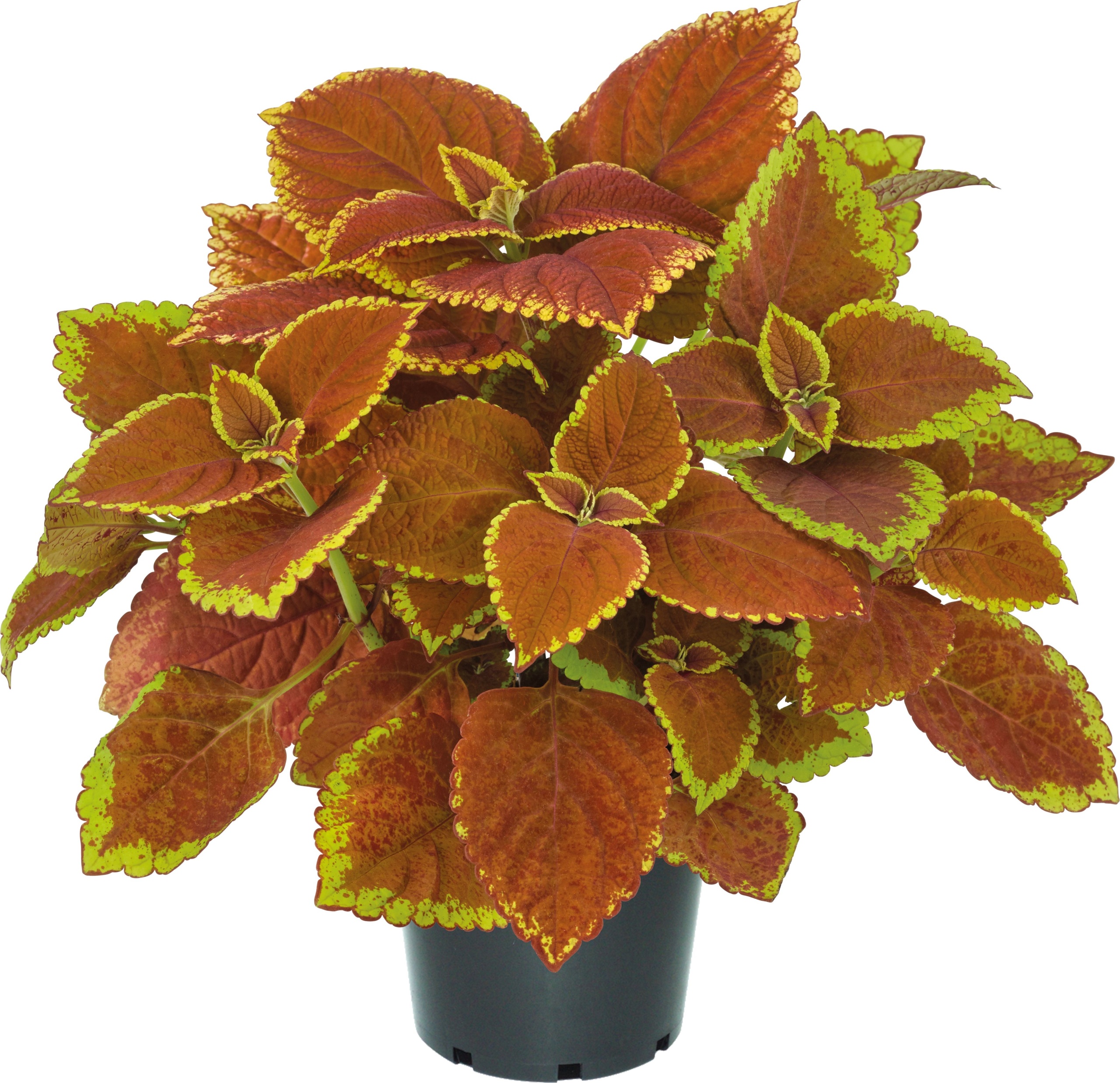 Coleus blumei Sunfighter Trusty Rusty | Gardenhouse.sk