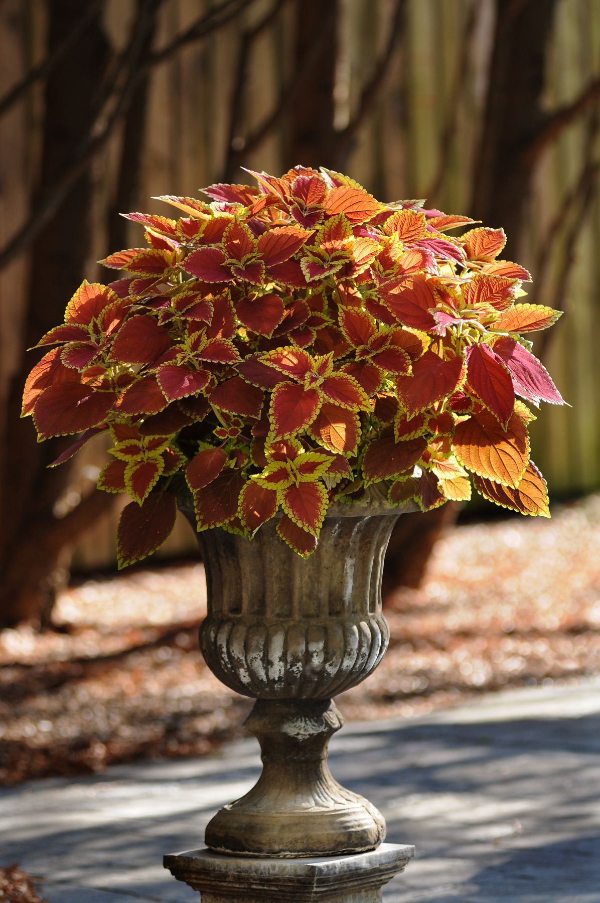 Coleus blumei Sunfighter Trusty Rusty | Gardenhouse.sk