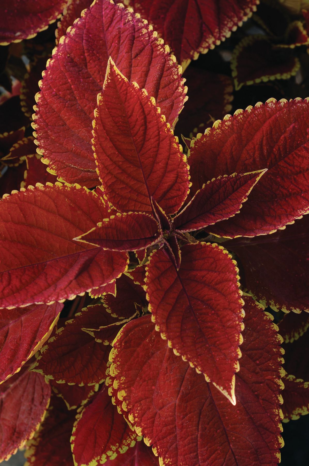 Coleus blumei Sunfighter Trusty Rusty | Gardenhouse.sk