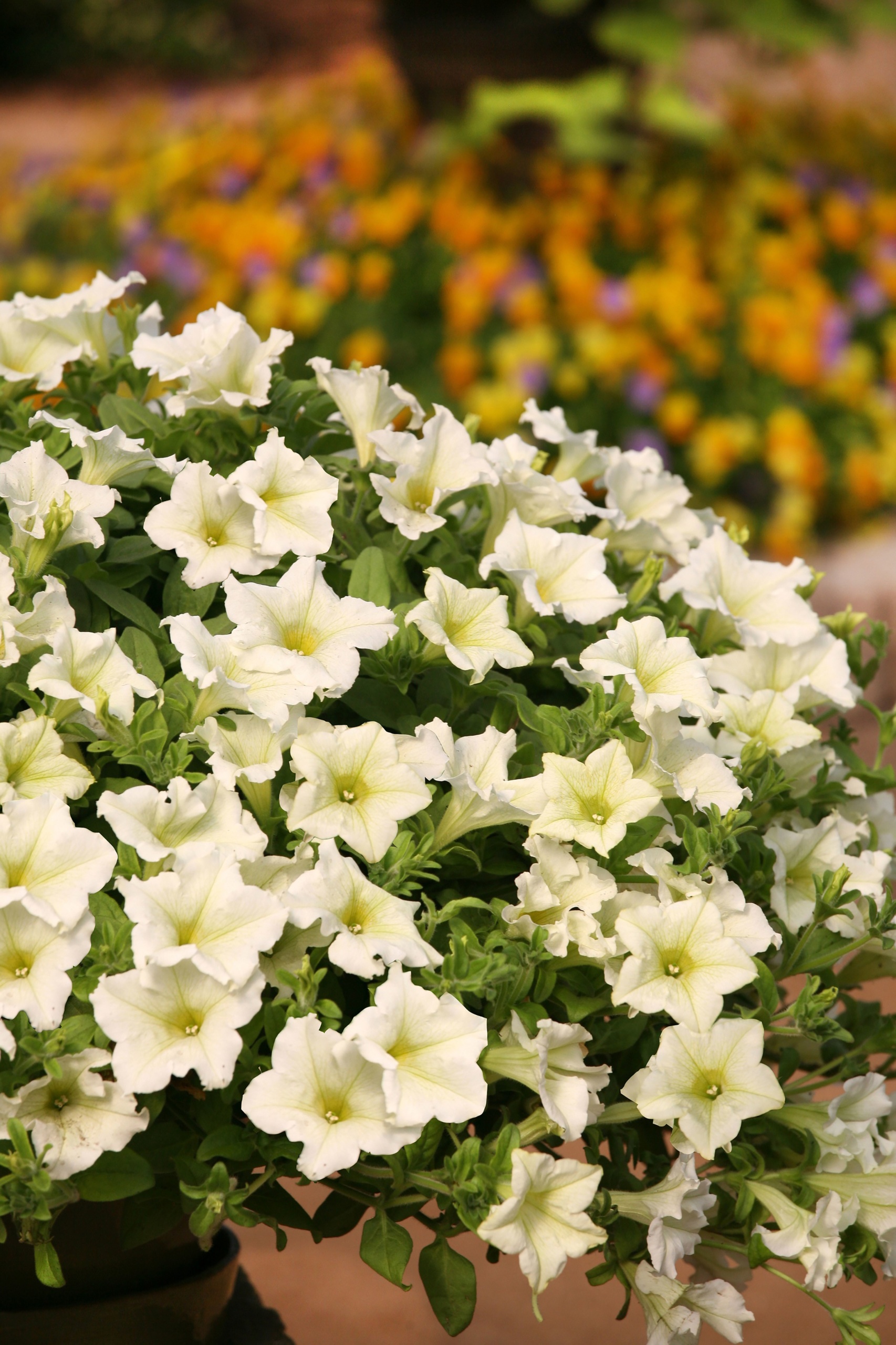 Petunia Grandiflora Surfinia® Lime | Gardenhouse.sk
