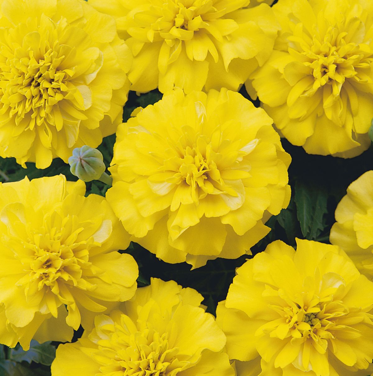 Tagetes patula nana Bonanza™ Yellow | Gardenhouse.sk