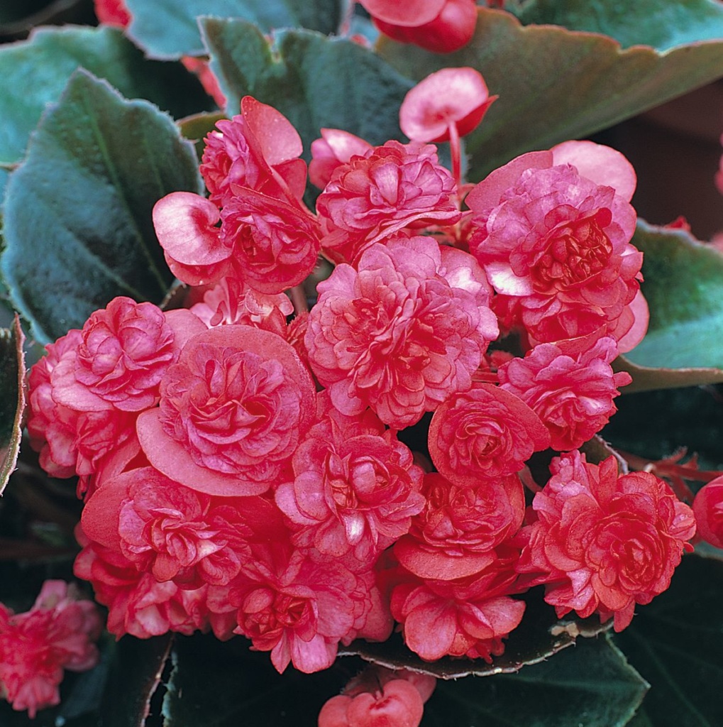 Begonia semperflorens Doublet® Red | Gardenhouse.sk