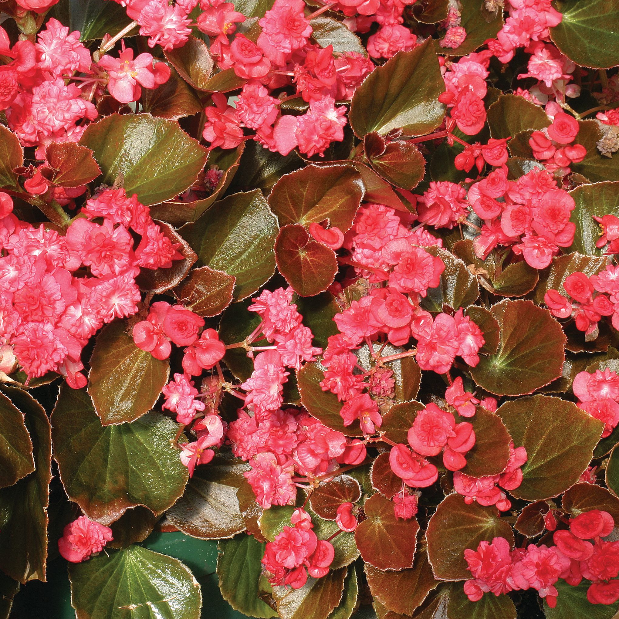Begonia semperflorens Doublet® Red | Gardenhouse.sk