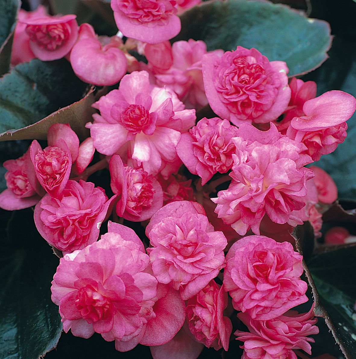 Begonia semperflorens Doublet® Rose | Gardenhouse.sk