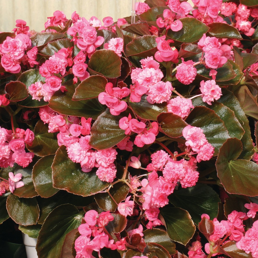 Begonia semperflorens Doublet® Rose | Gardenhouse.sk