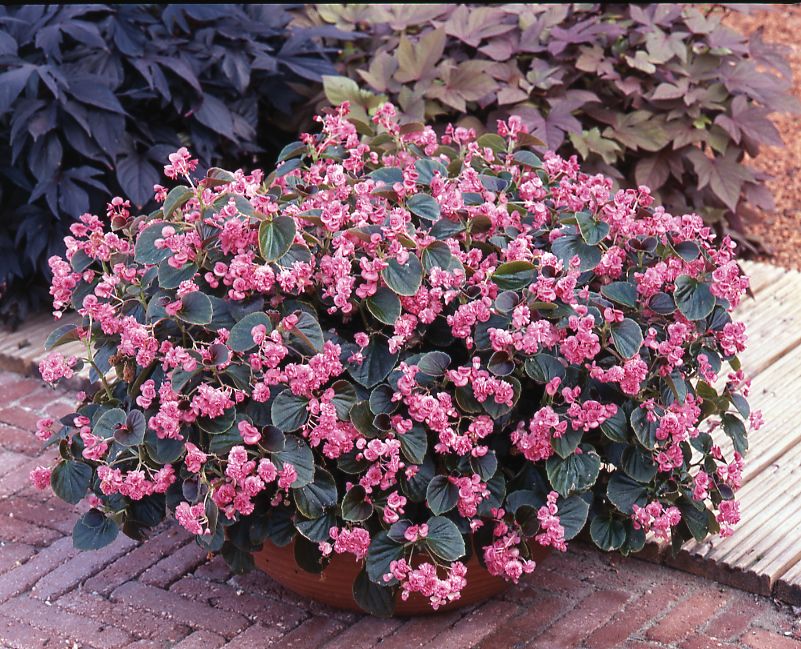 Begonia semperflorens Doublet® Rose | Gardenhouse.sk