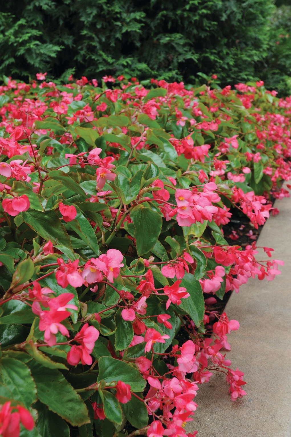 Begonia x-hybrida Dragon Wing Pink | Gardenhouse.sk