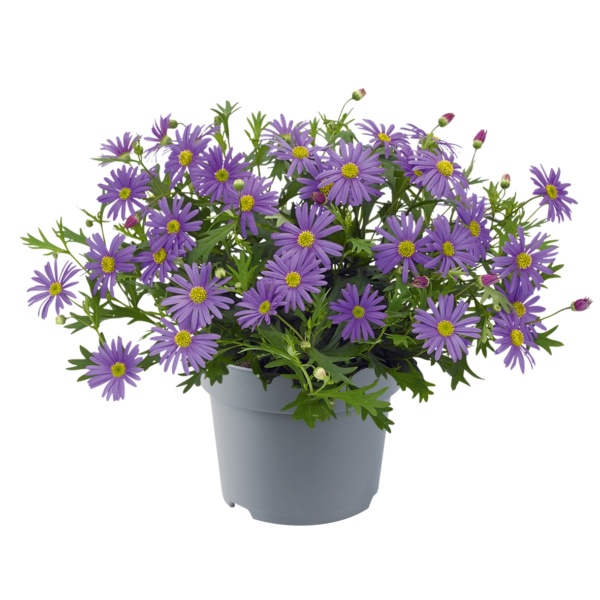 Brachyscome multifida Brasco™ Violet | Gardenhouse.sk