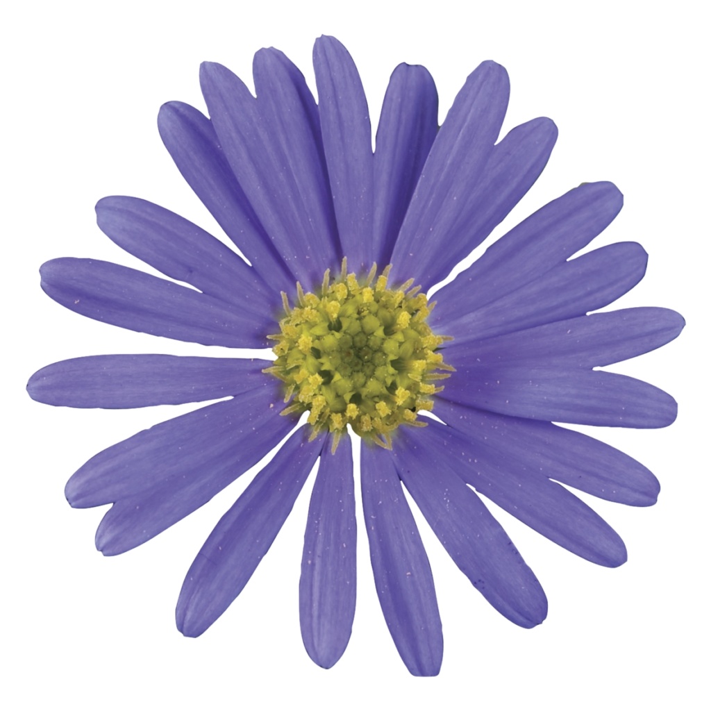 Brachyscome multifida Brasco™ Violet | Gardenhouse.sk