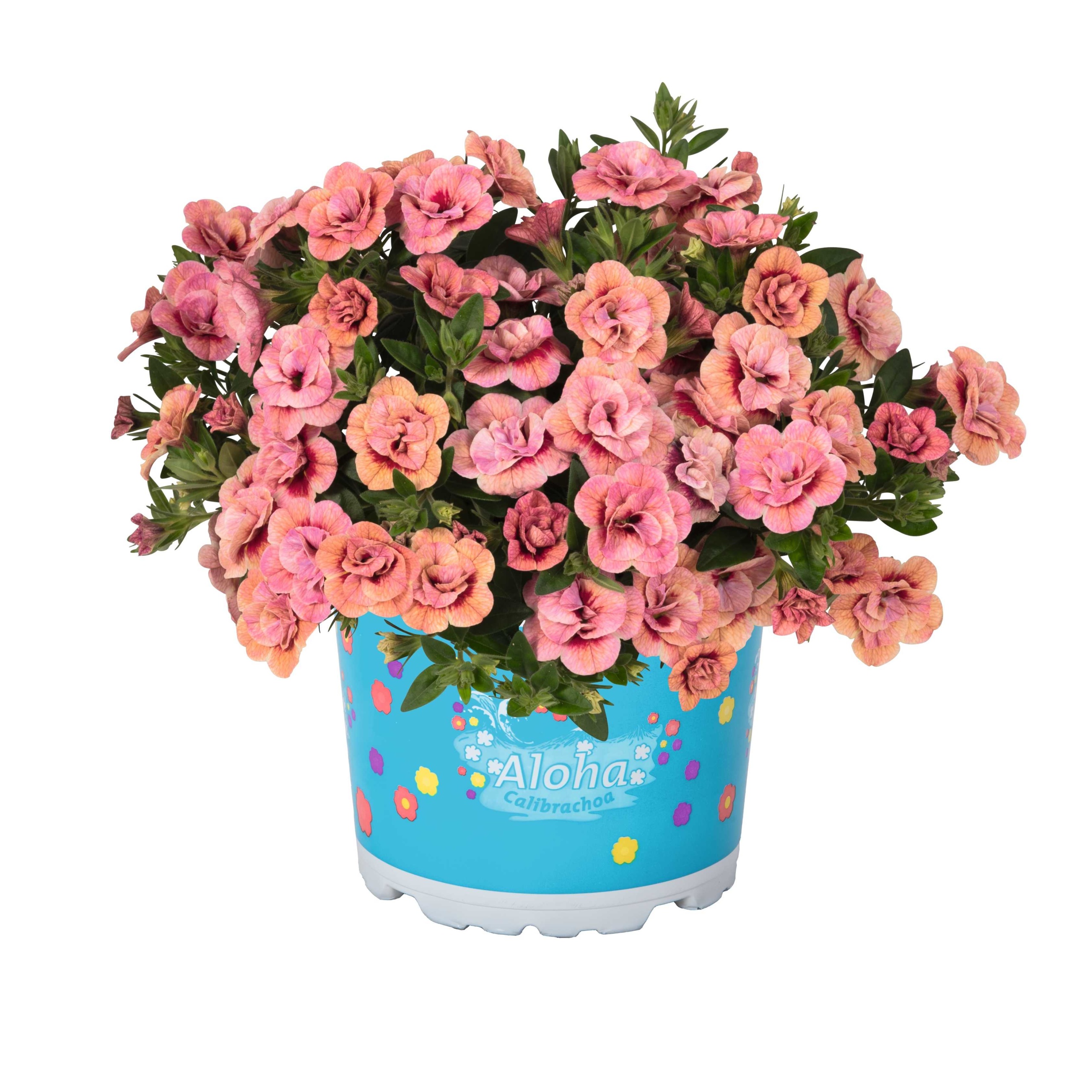 Calibrachoa Aloha Double Apricot | Gardenhouse.sk