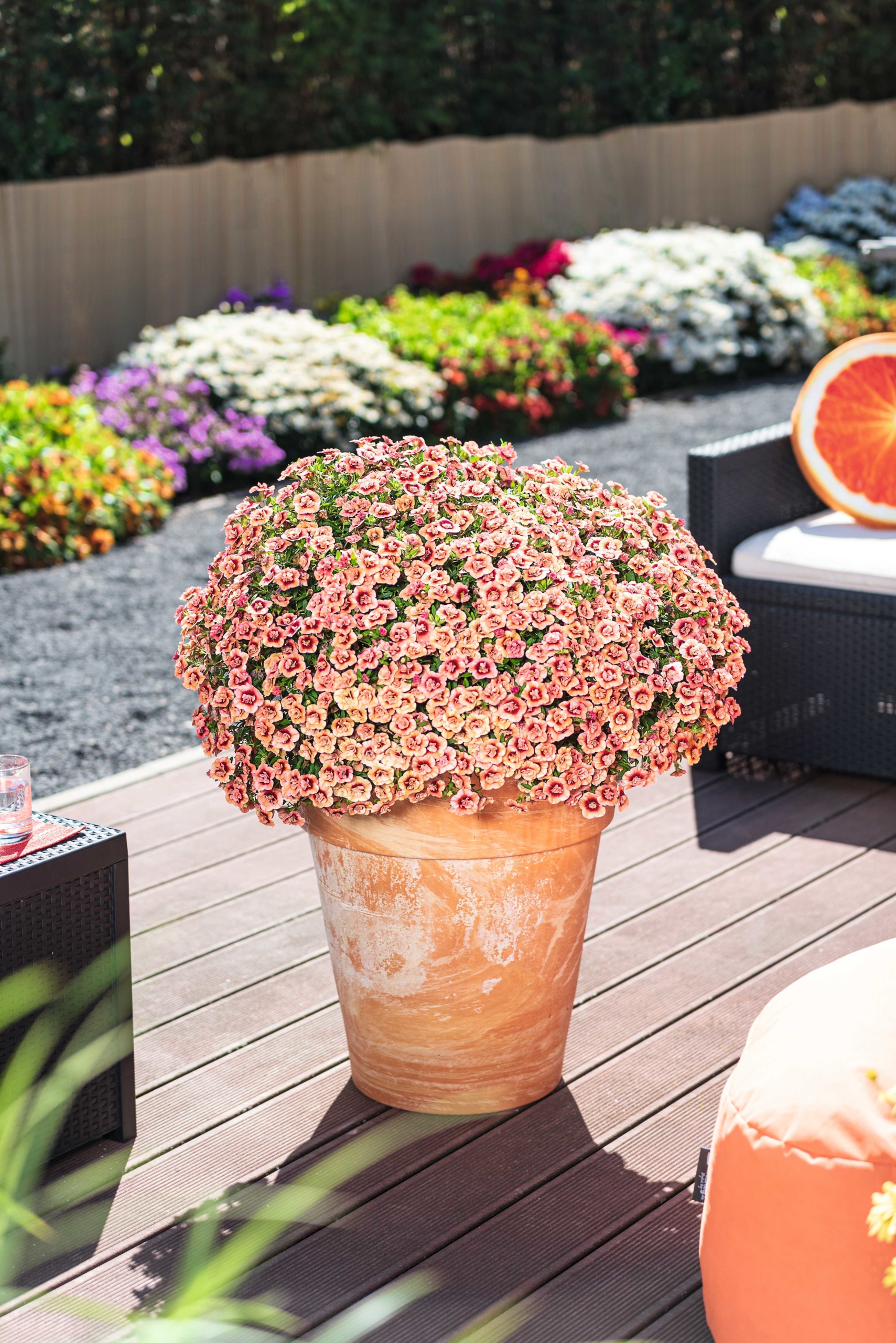 Calibrachoa Aloha Double Apricot | Gardenhouse.sk