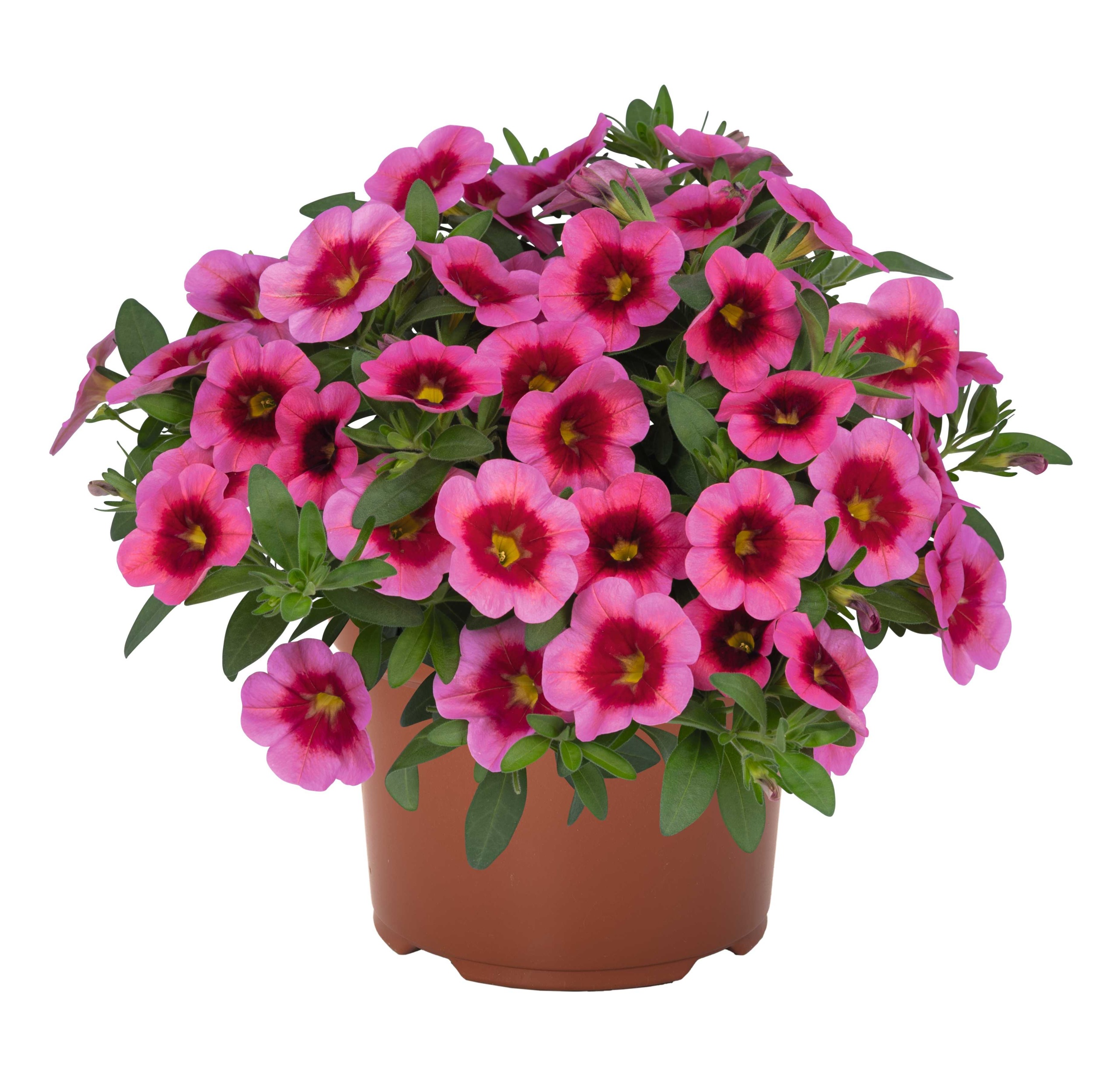 Calibrachoa Aloha Kona Tiki Strawberry | Gardenhouse.sk