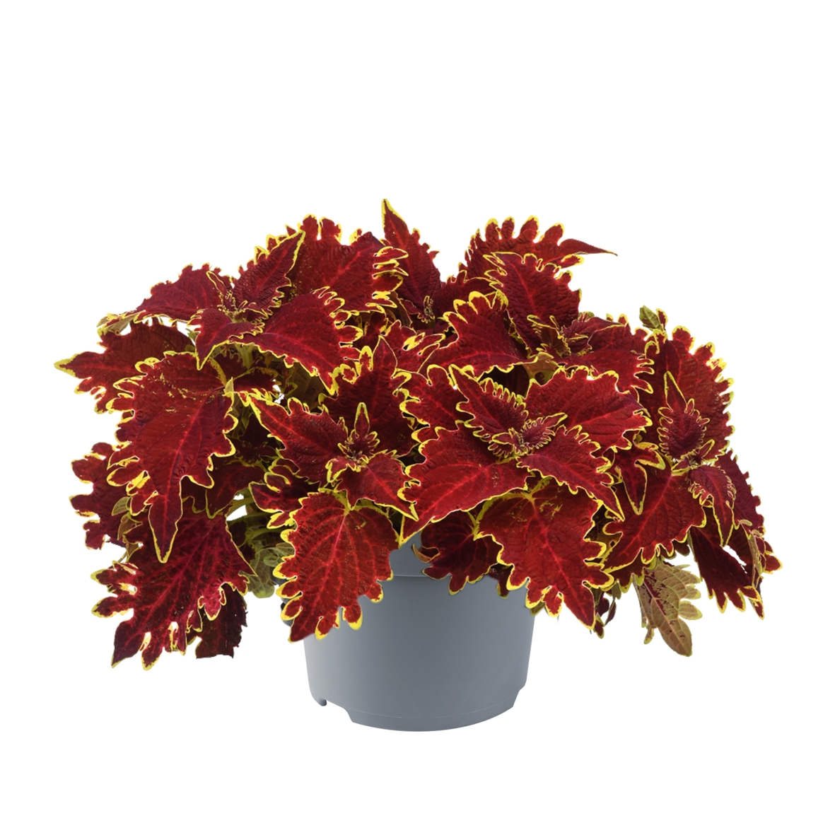 Coleus blumei Vulcan | Gardenhouse.sk