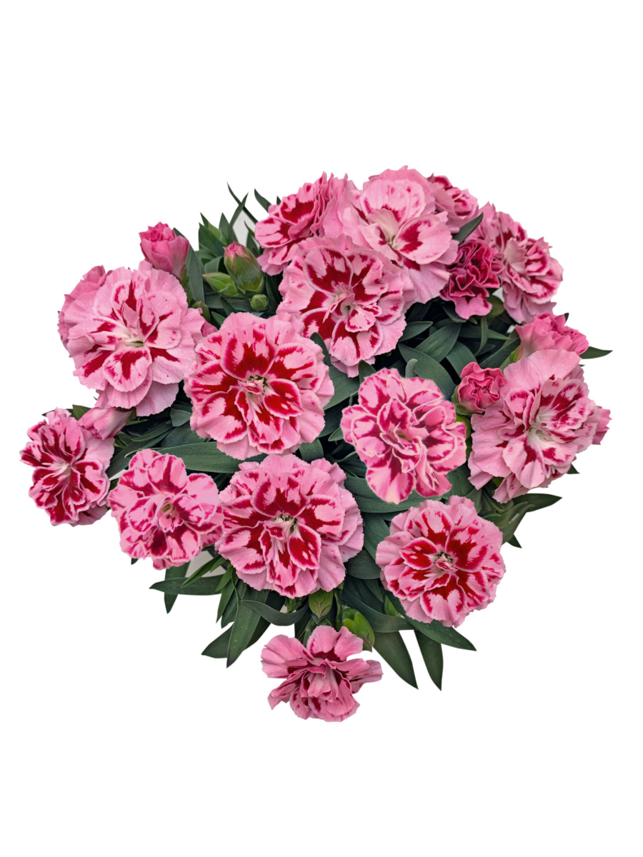Dianthus OSCAR ® Pink Heart | Gardenhouse.sk