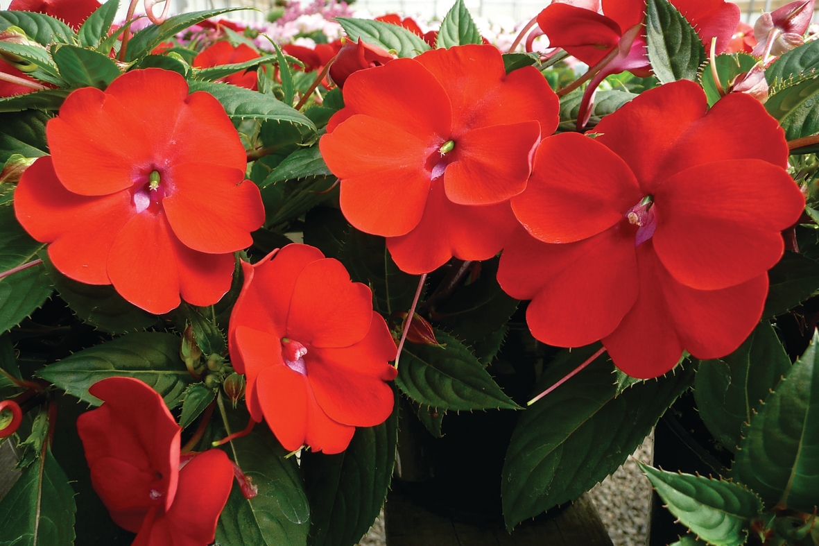 Impatiens New Guinea SunPatiens® Compact Red | Gardenhouse.sk