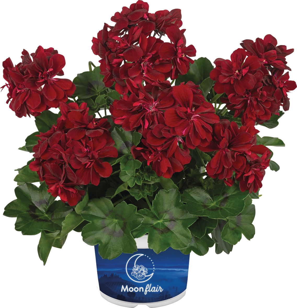 Pelargonium Peltatum Moonflair® Burgundy | Gardenhouse.sk