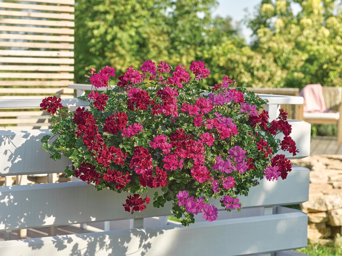 Pelargonium Peltatum Moonflair® Burgundy | Gardenhouse.sk