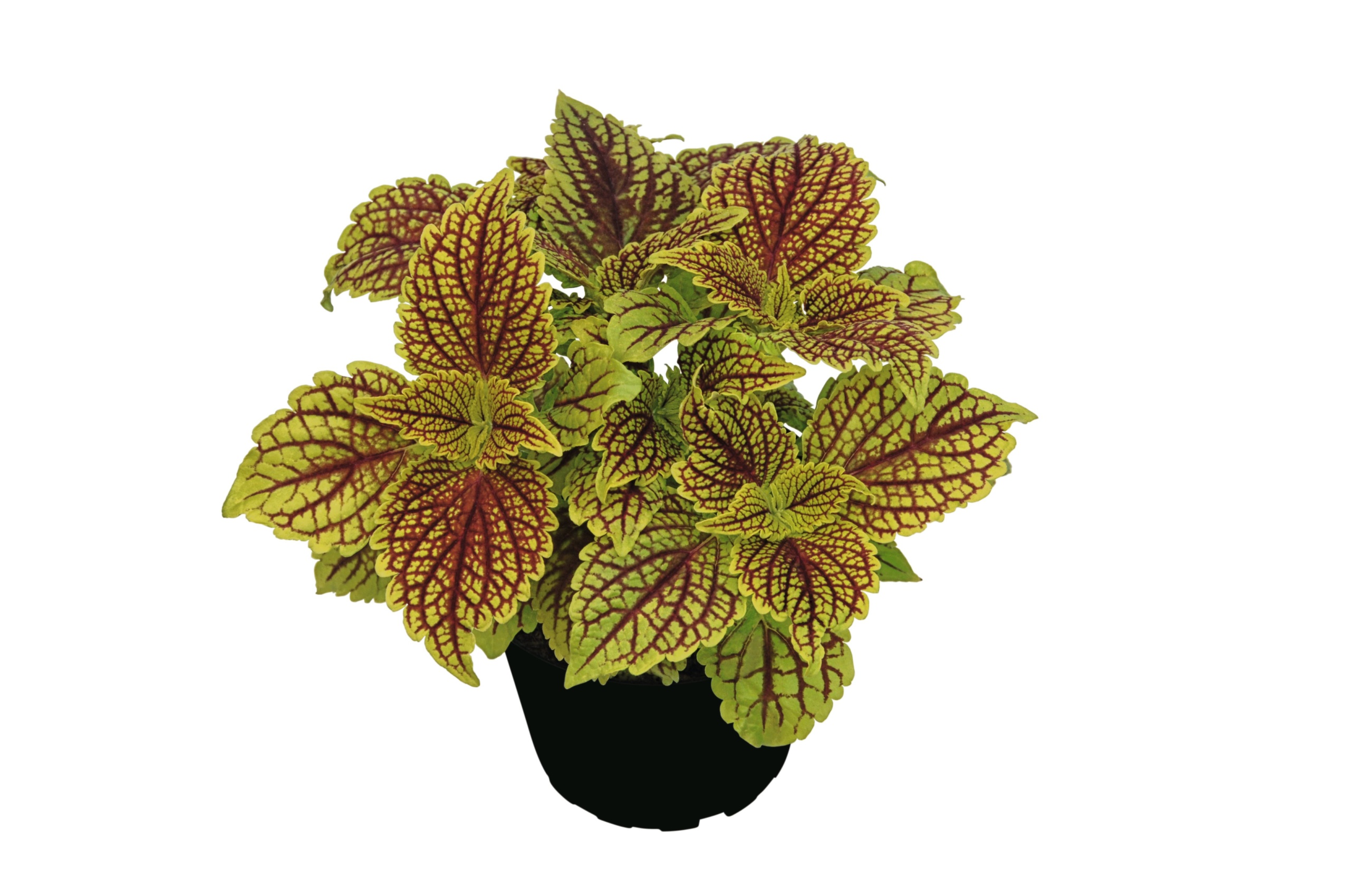 Coleus Golden Dreams | Gardenhouse.sk