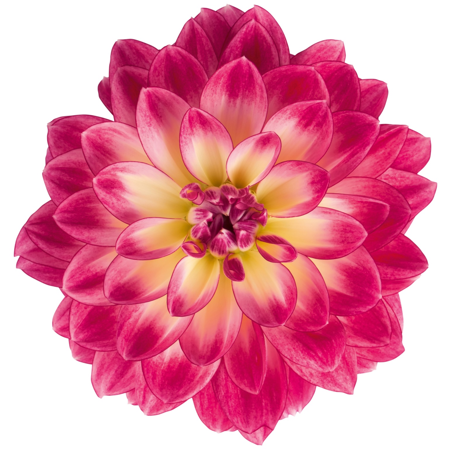 Dahlia Dalaya® Midi Malta | Gardenhouse.sk