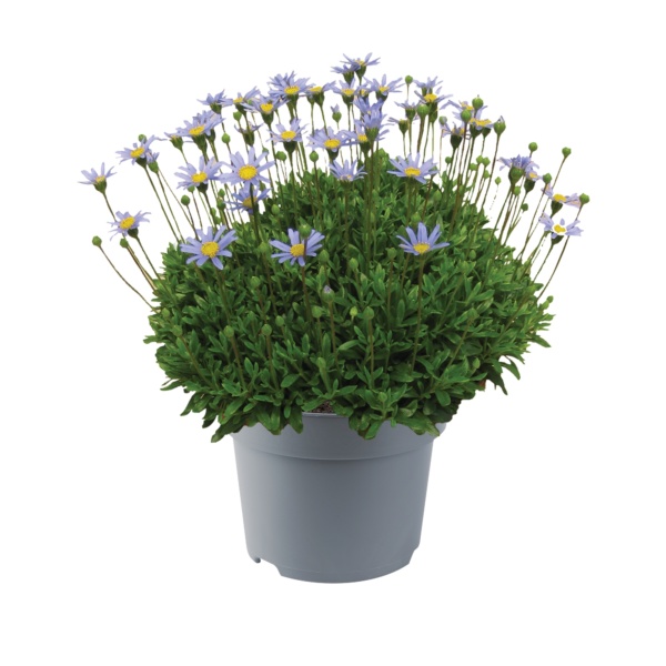 Felicia amelloides FeliciTARA® Blue | Gardenhouse.sk