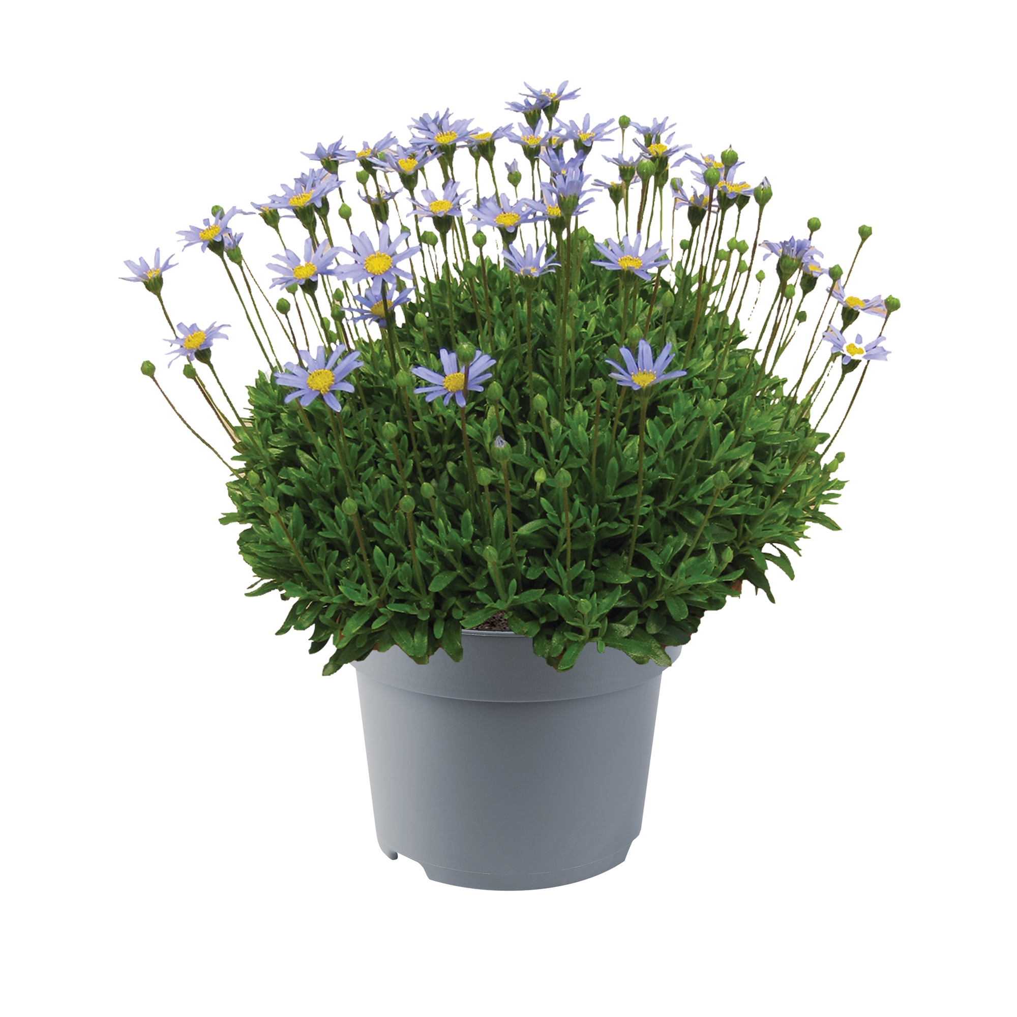 Felicia amelloides FeliciTARA® Blue | Gardenhouse.sk
