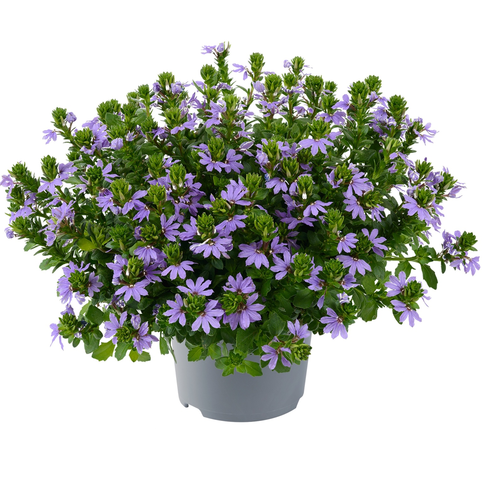 Scaevola Aemula Fancy Blue | Gardenhouse.sk