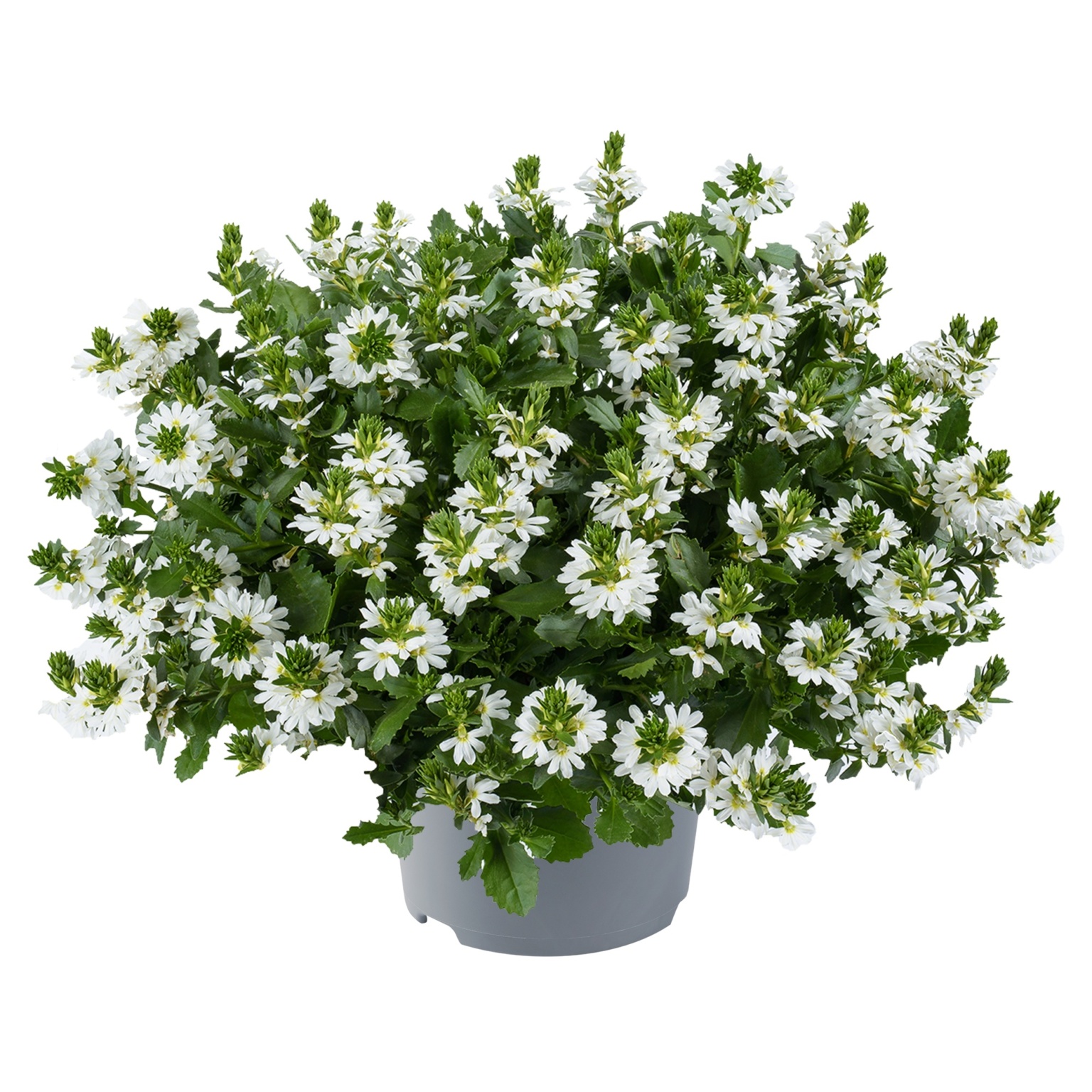 Scaevola Aemula Fancy White | Gardenhouse.sk