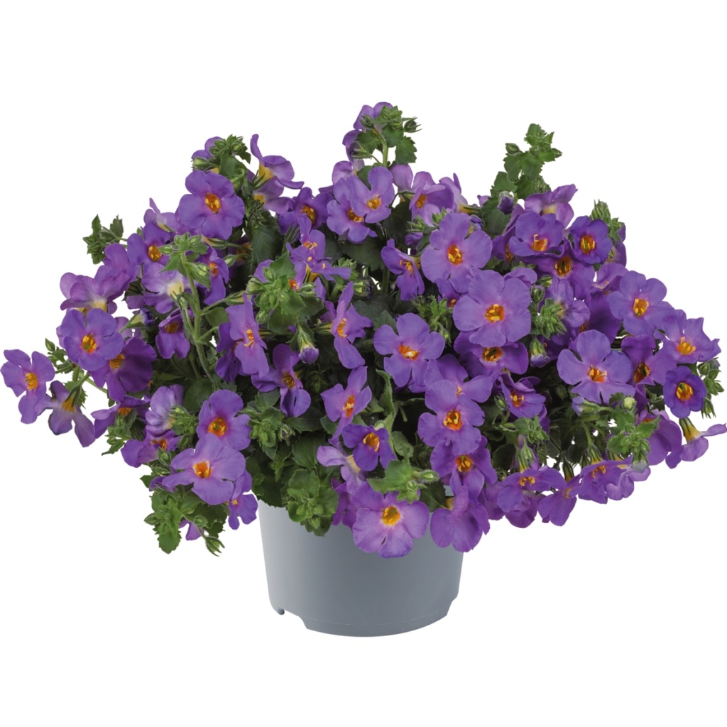 Bacopa Sutera diffusus Scopia® Compact Blue | Gardenhouse.sk