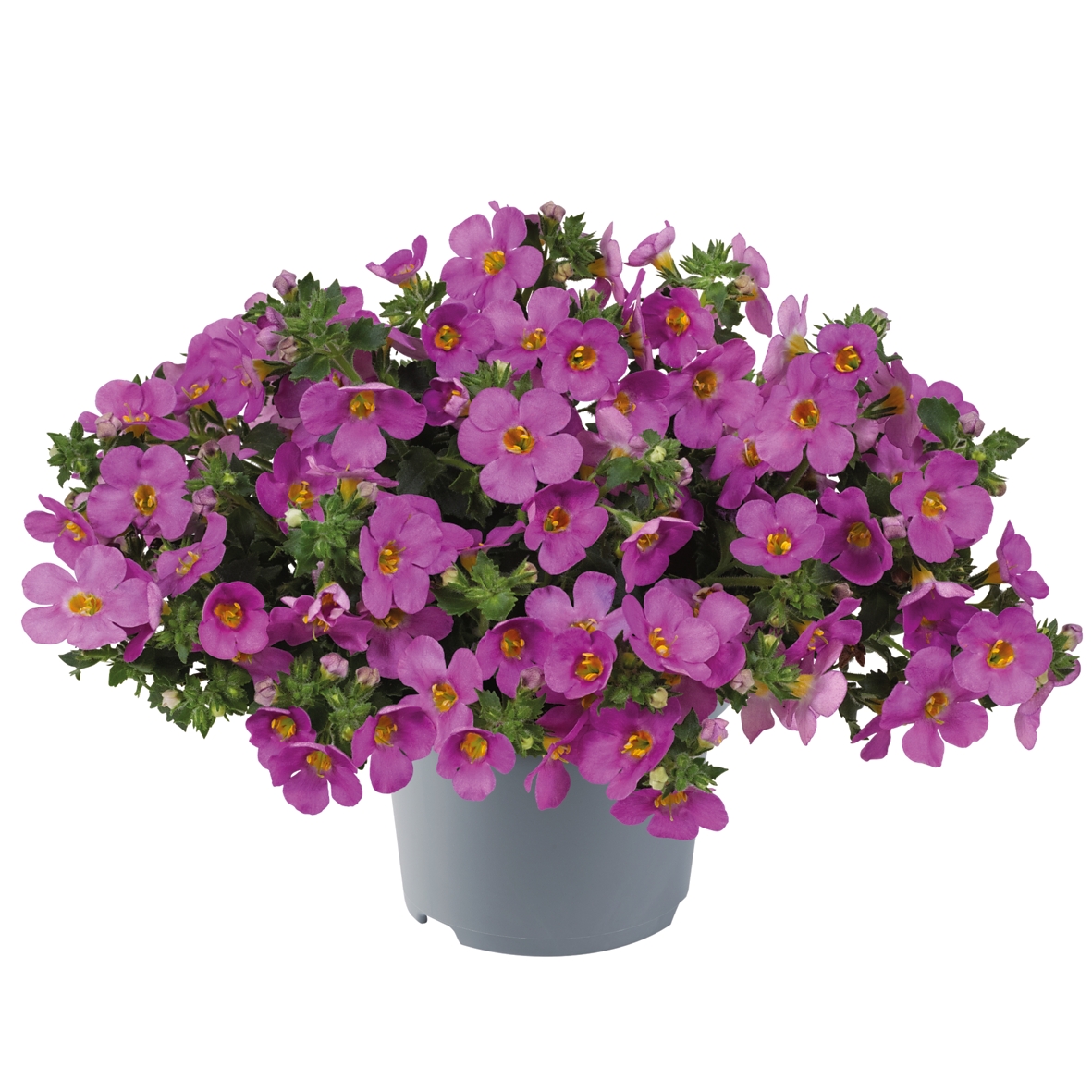 Bacopa Sutera diffusus Scopia® Compact Pink | Gardenhouse.sk