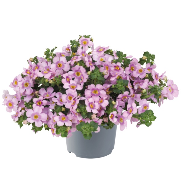 Bakopa Scopia® Compact, Pink Heart | Gardenhouse.sk
