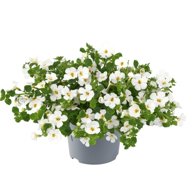 Bacopa Sutera diffusus Scopia® Compact White | Gardenhouse.sk